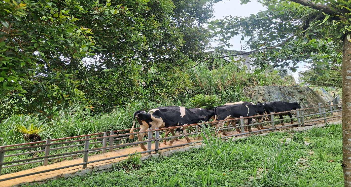 PT Estika Tata Tiara Tbk Datangkan 250 Ekor Sapi Perah Impor, Perkuat ...